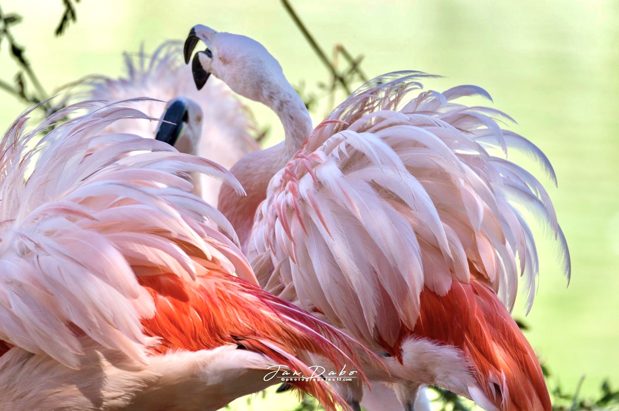 Flamants Roses du Chili