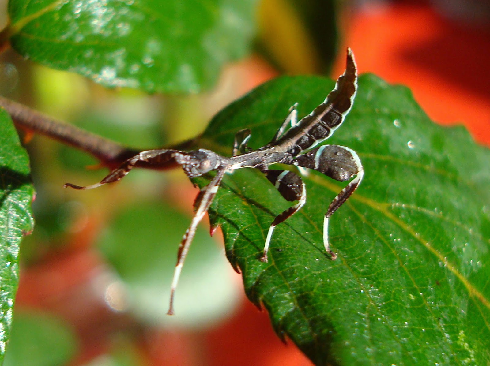 L’Élevage des Phasmes feuilles